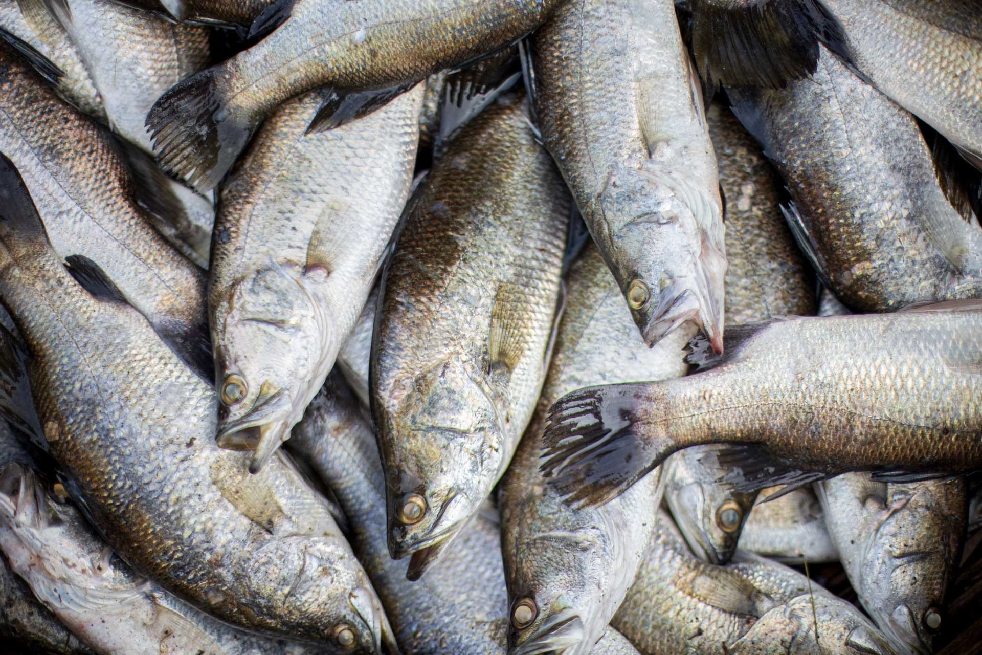 Malancha Chara Fresh Vetki / Bhetki fish | Fish Buy Online kolkata ...